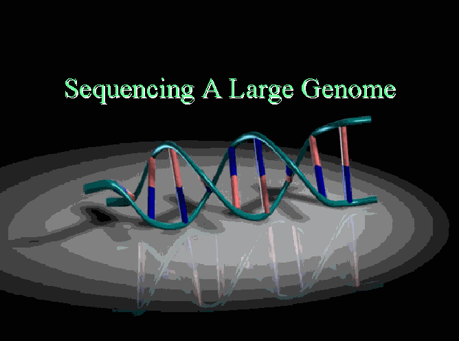 Sequencing A Large Genome